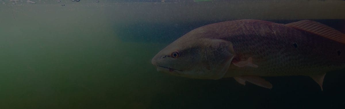 Sight Fishing Redfish Tips: Gulf Coast | Landed Fishing