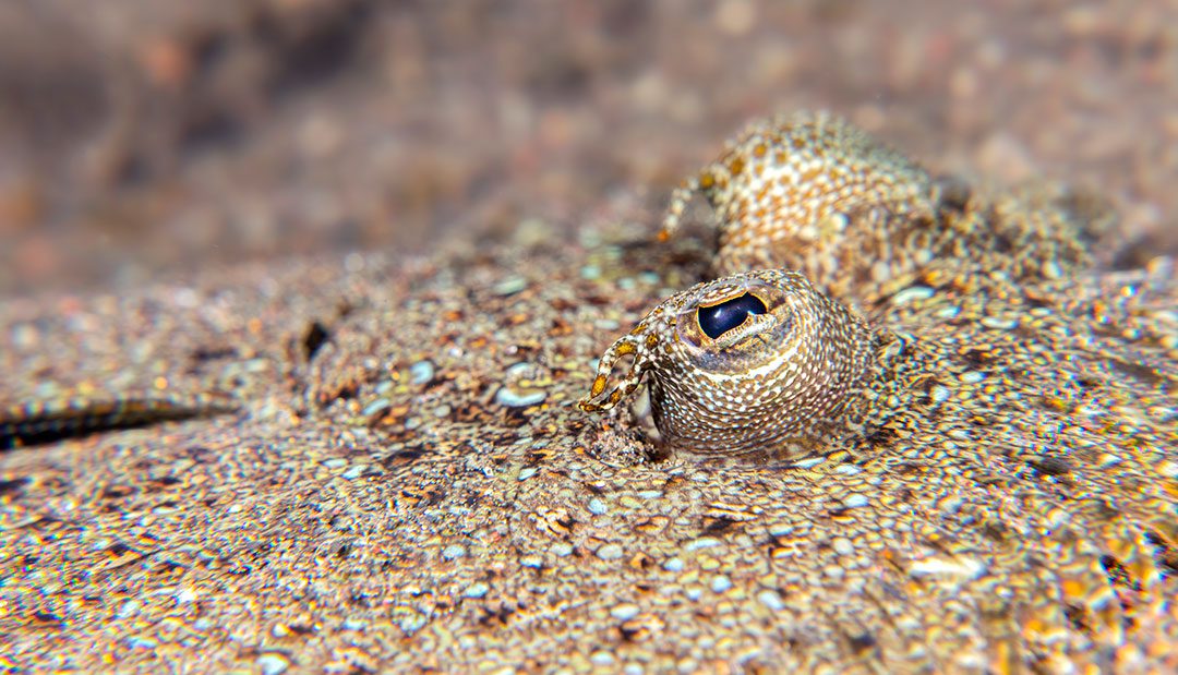 Gulf Of Mexico Inshore Fishing | Landed Fishing