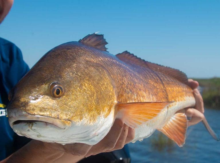 How To Catch Redfish (Red Drum) In The Gulf Of Mexico