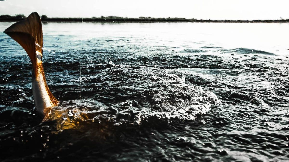 How To Catch Redfish (Red Drum) In The Gulf Of Mexico