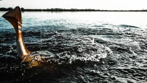 Fishing for Redfish | How to Catch Red Drum | Landed Fishing