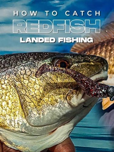 Fishing for Redfish | How to Catch Red Drum | Landed Fishing