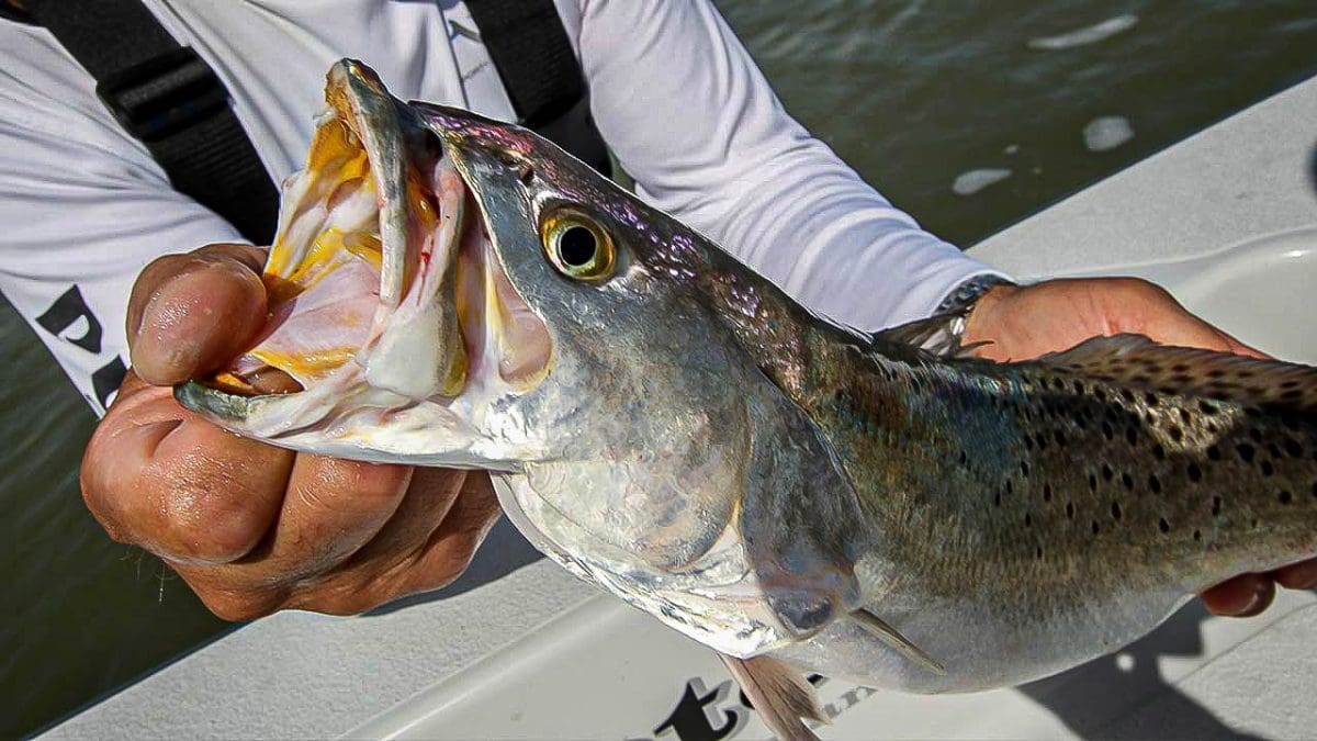 How-To Catch Speckled Trout In The Gulf: Tips And Techniques