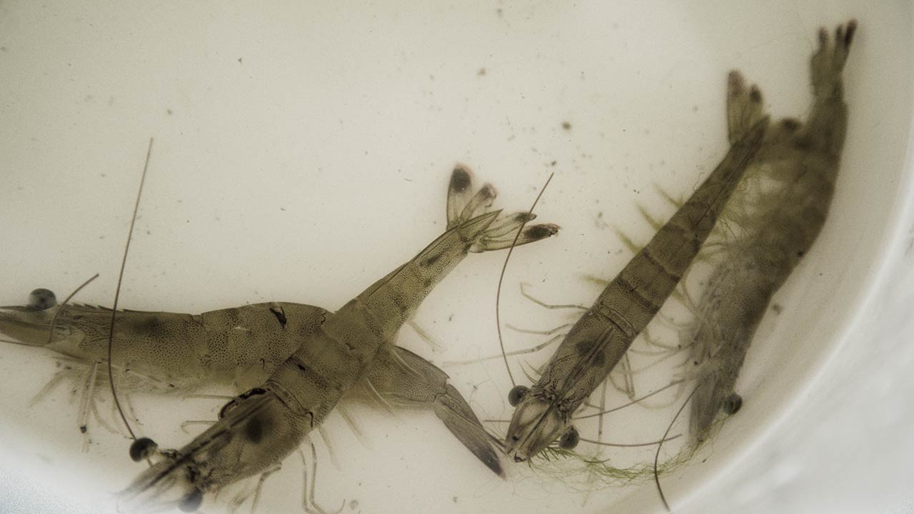 Fishing for Redfish | How to Catch Red Drum | Landed Fishing