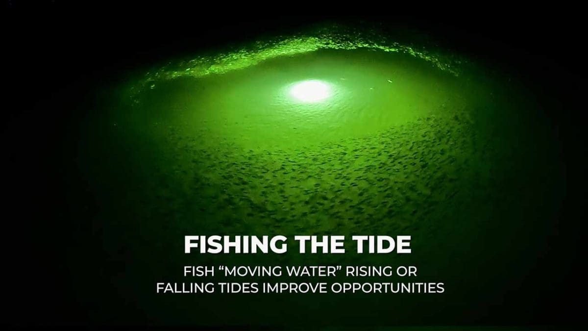 Night Fishing Dock Lights - Orange Beach Alabama | Landed Fishing