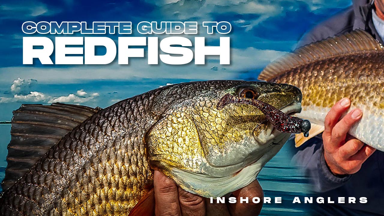 How To Catch Redfish (Red Drum) In The Gulf Of Mexico