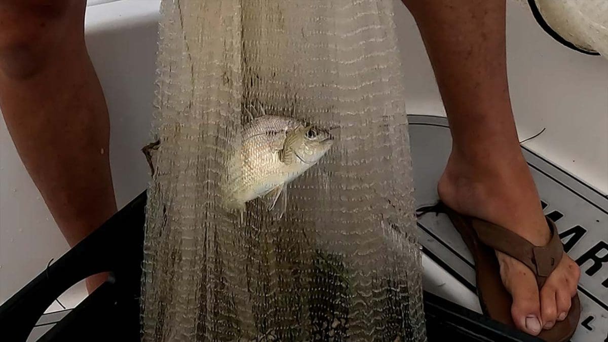 How To Catch Bait With A Cast Net | Landed Fishing