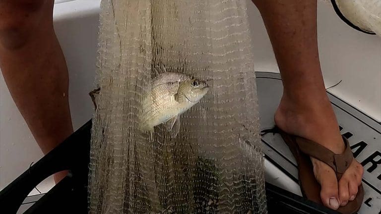 How To Catch Bait With A Cast Net | Landed Fishing