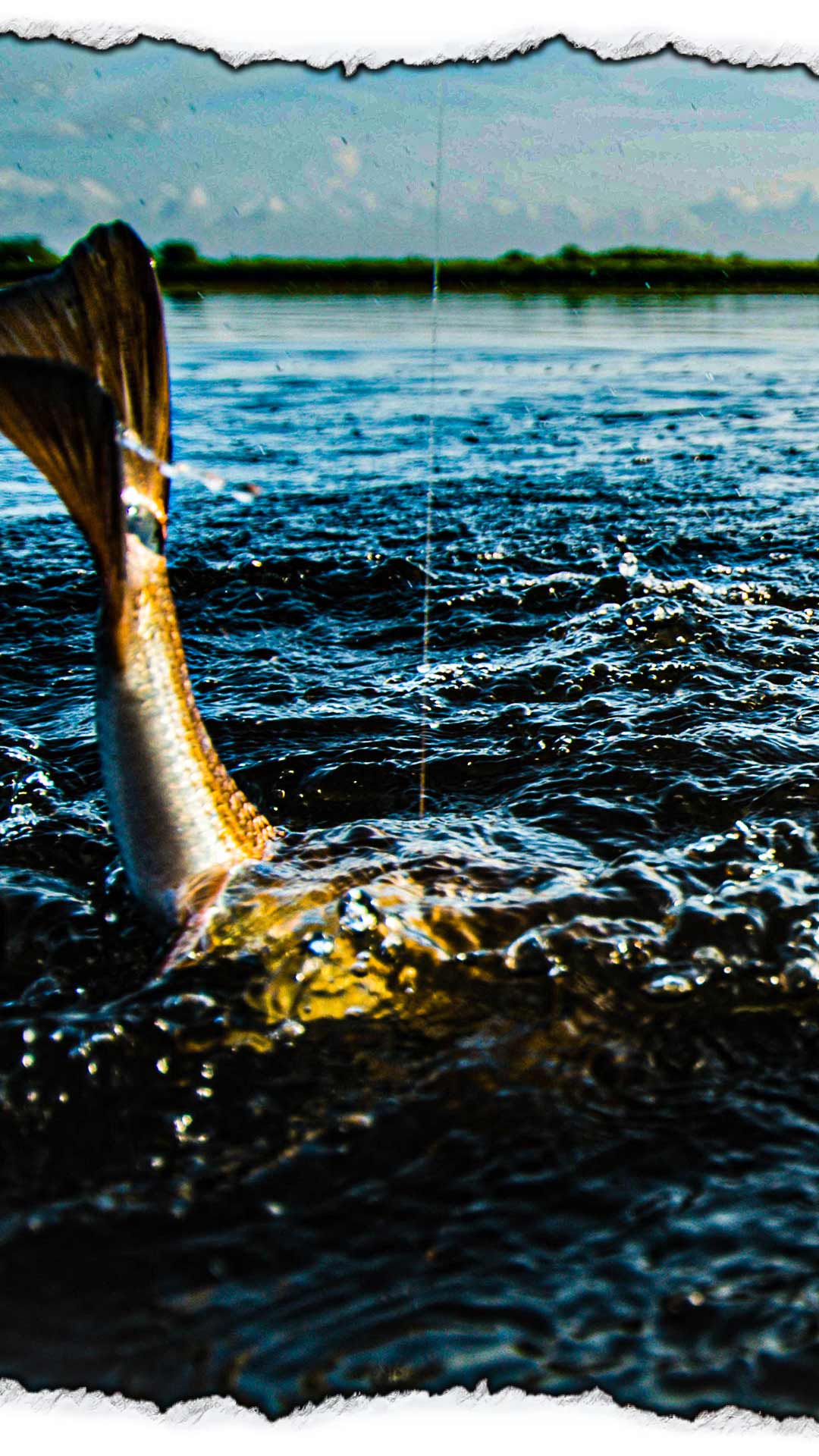 redfish iphone wallpaper