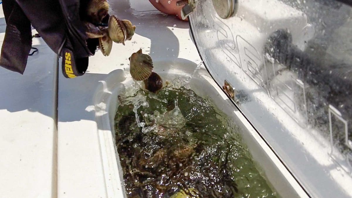 Guide to Scalloping | Harvesting & Preparation Landed Fishing