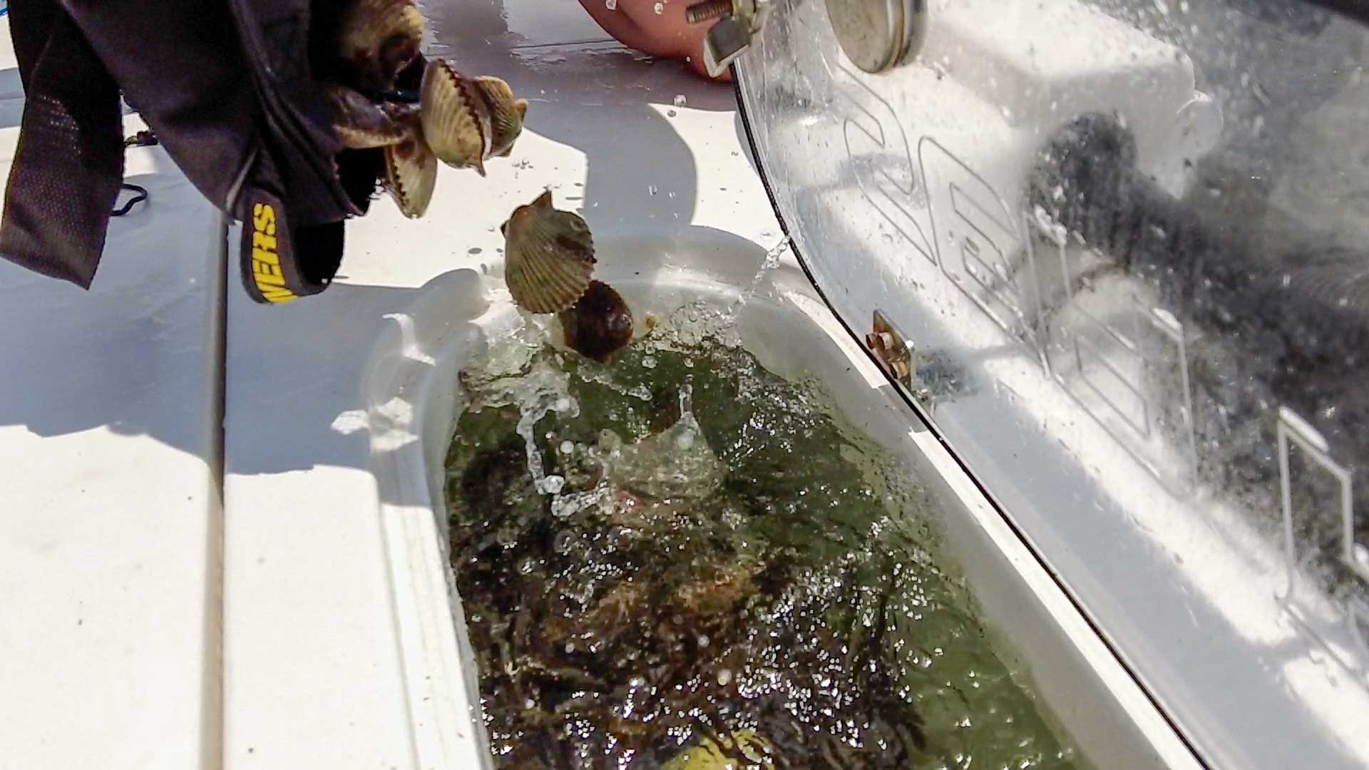 Guide to Scalloping | Harvesting & Preparation Landed Fishing