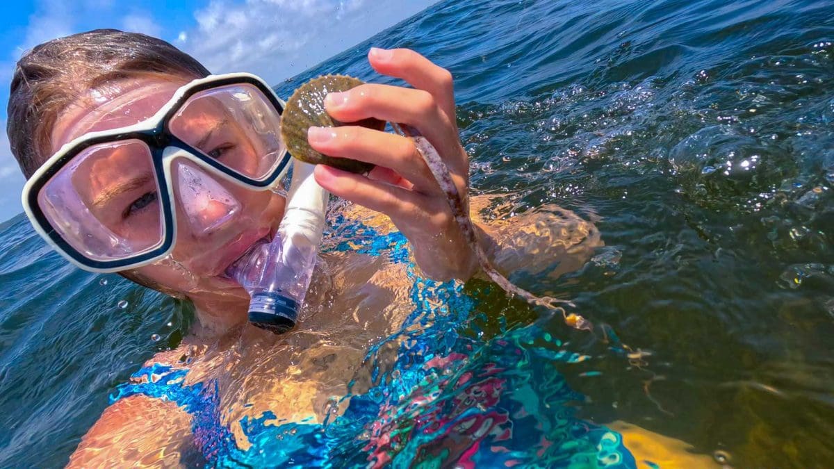 Guide to Scalloping | Harvesting & Preparation Landed Fishing