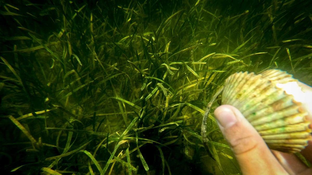 Guide to Scalloping | Harvesting & Preparation Landed Fishing