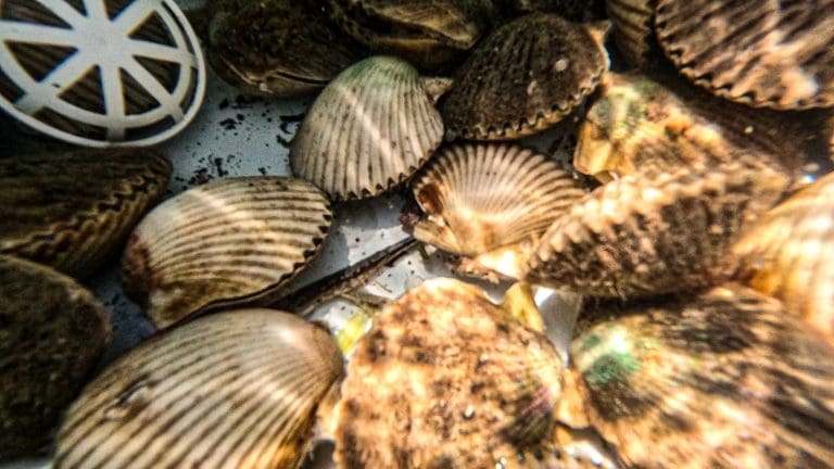 Guide to Scalloping | Harvesting & Preparation Landed Fishing