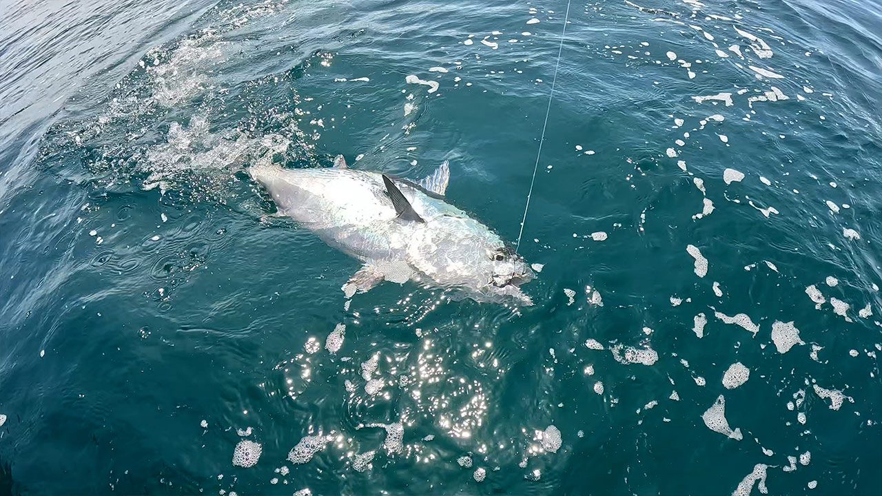 Goliath Grouper Fishing - Stuart Florida, Fishing Atlantic Coast
