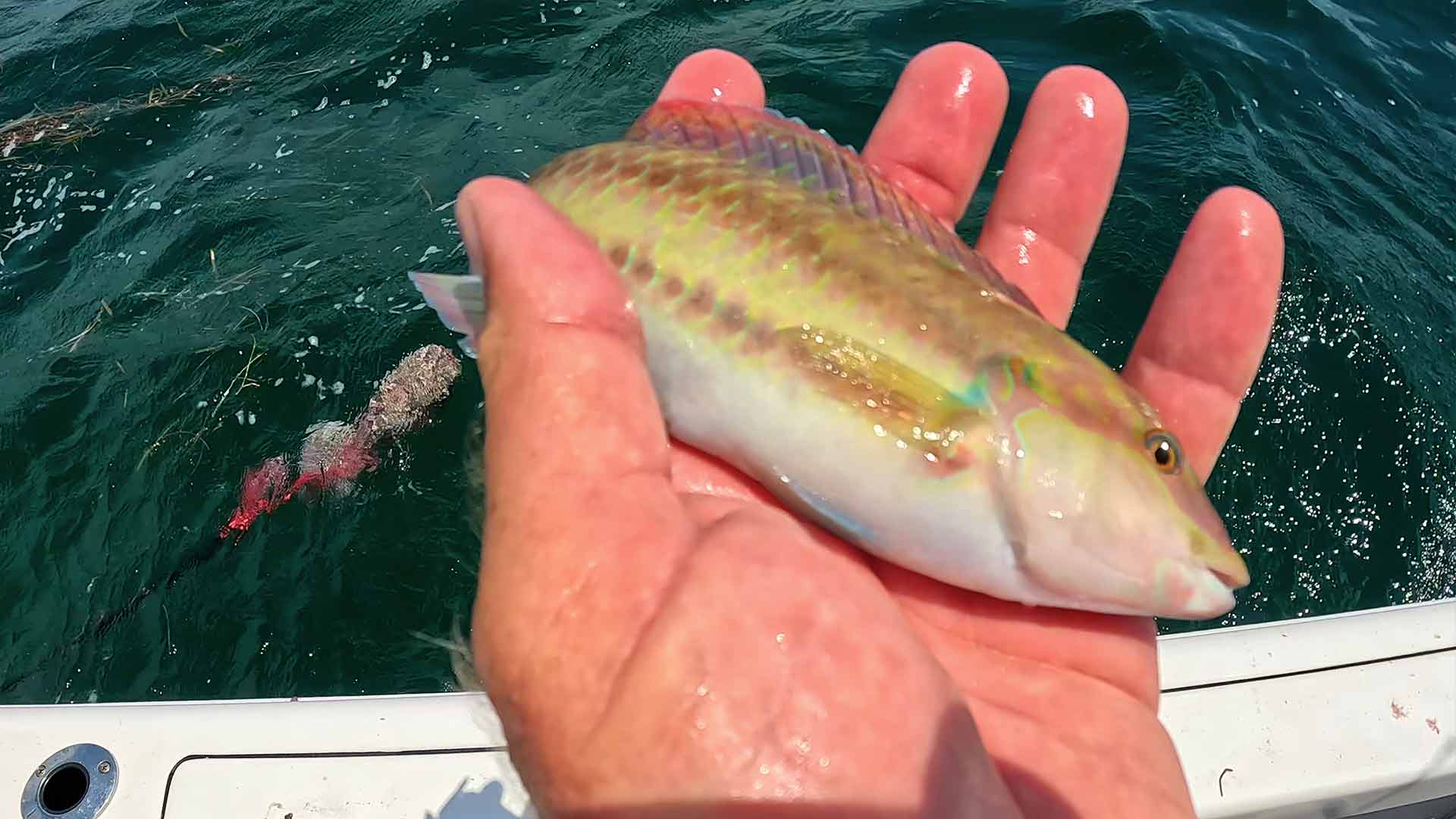 Florida Mangrove Snapper Fishing - Landed Fishing