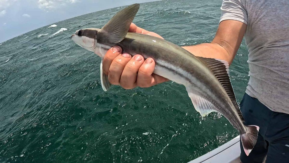 Florida Mangrove Snapper Fishing - Landed Fishing