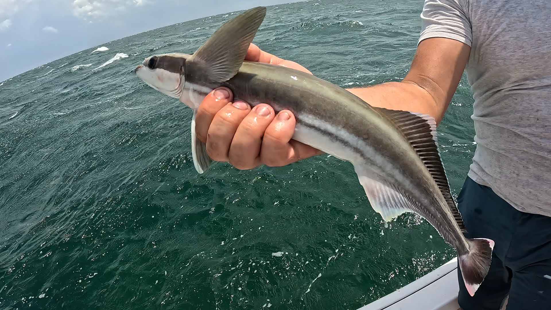 Florida Mangrove Snapper Fishing - Landed Fishing