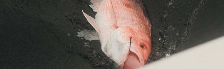 Carolina Rig for Catching Red Snapper: Saltwater Fishing Tips