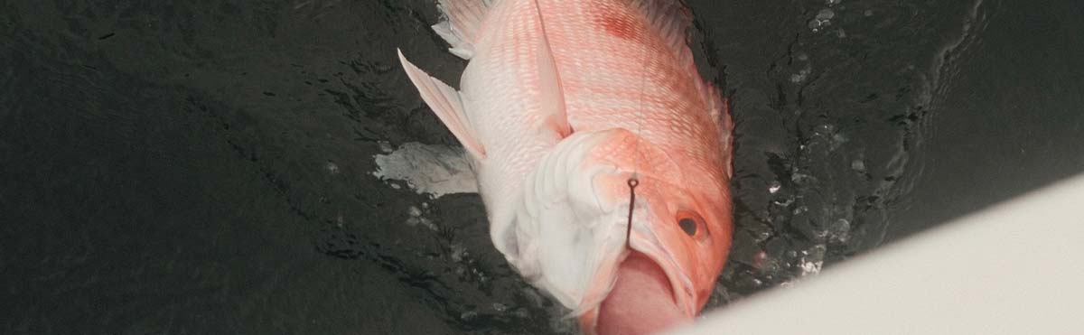 Carolina Rig for Catching Red Snapper: Saltwater Fishing Tips