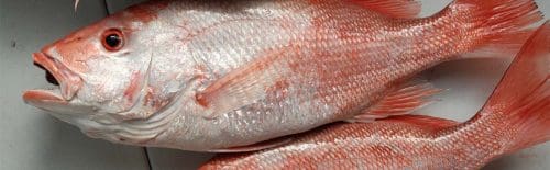 Carolina Rig for Catching Red Snapper: Saltwater Fishing Tips