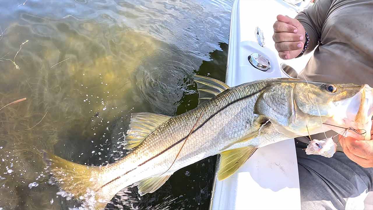 Fishing For Snook Anna Maria Island Florida | Landed Fishing