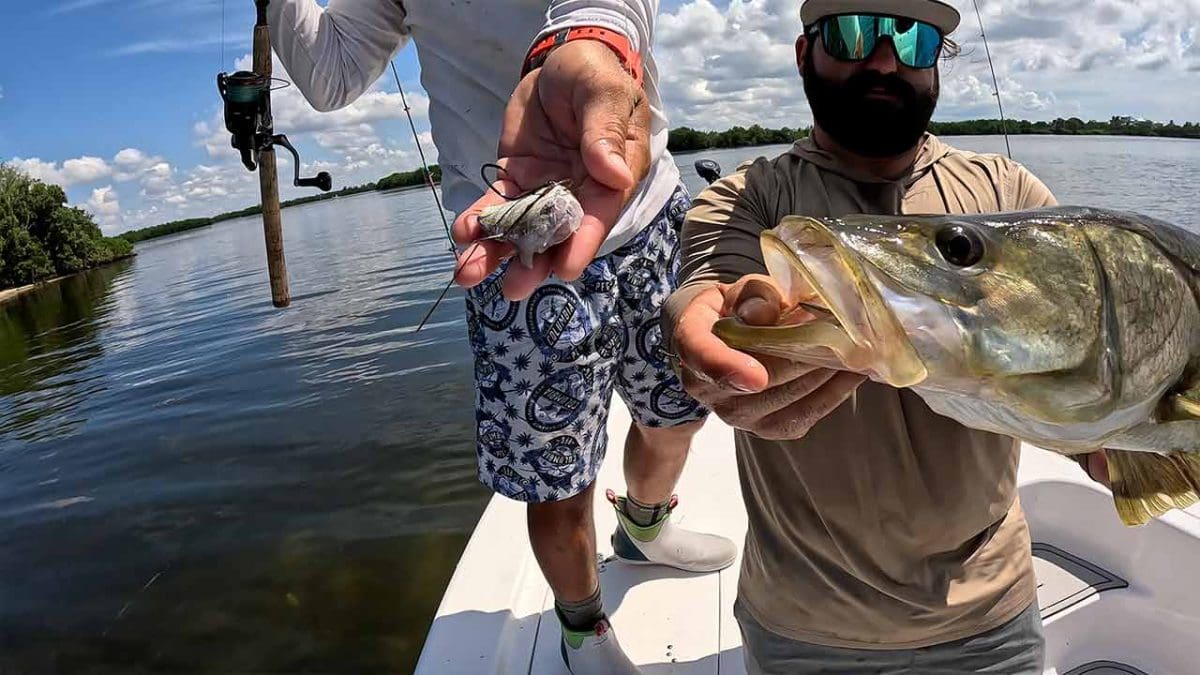 Fishing For Snook Anna Maria Island Florida | Landed Fishing