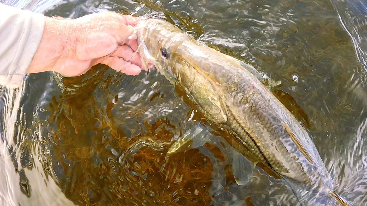 Gasparilla Florida Fishing Grand Slam Snook Redfish Trout | Landed Fishing