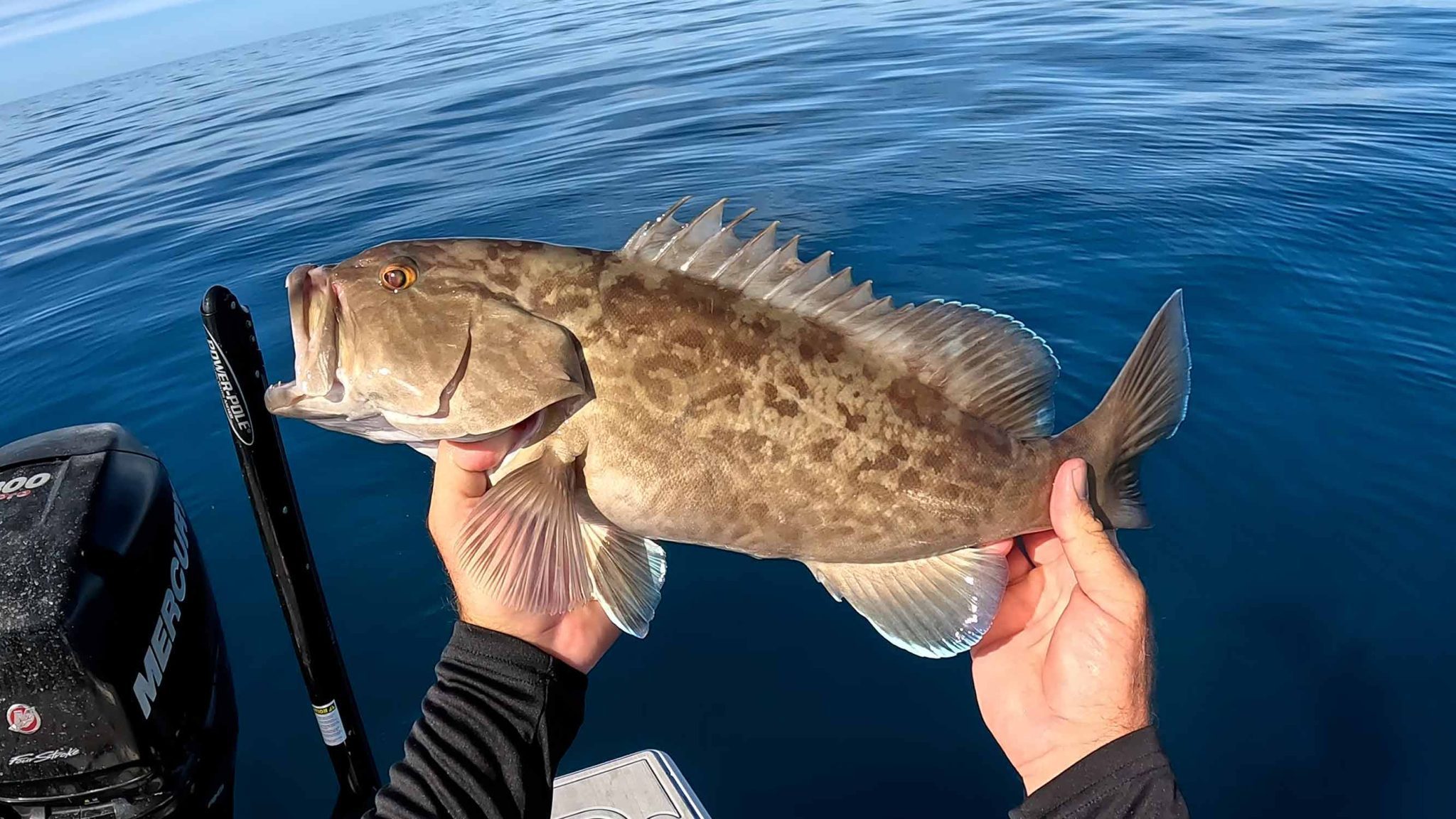 Fishing Boca Grande | Landed Fishing