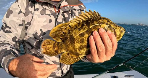 Tripletail Fishing In The Gulf Of Mexico