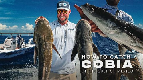 How To Catch Cobia In The Gulf Of Mexico | Landed Fishing