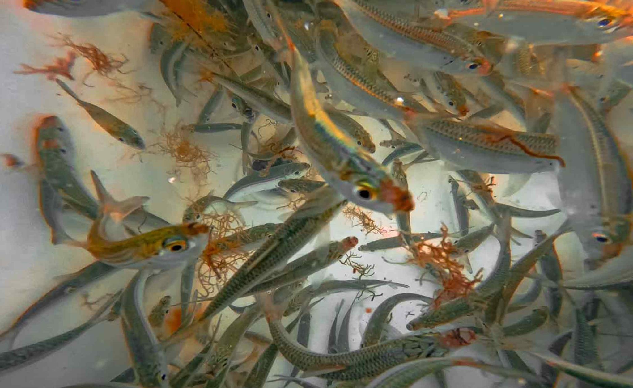 Learn About Saltwater Fishing, Videos And Tips | Landed Fishing