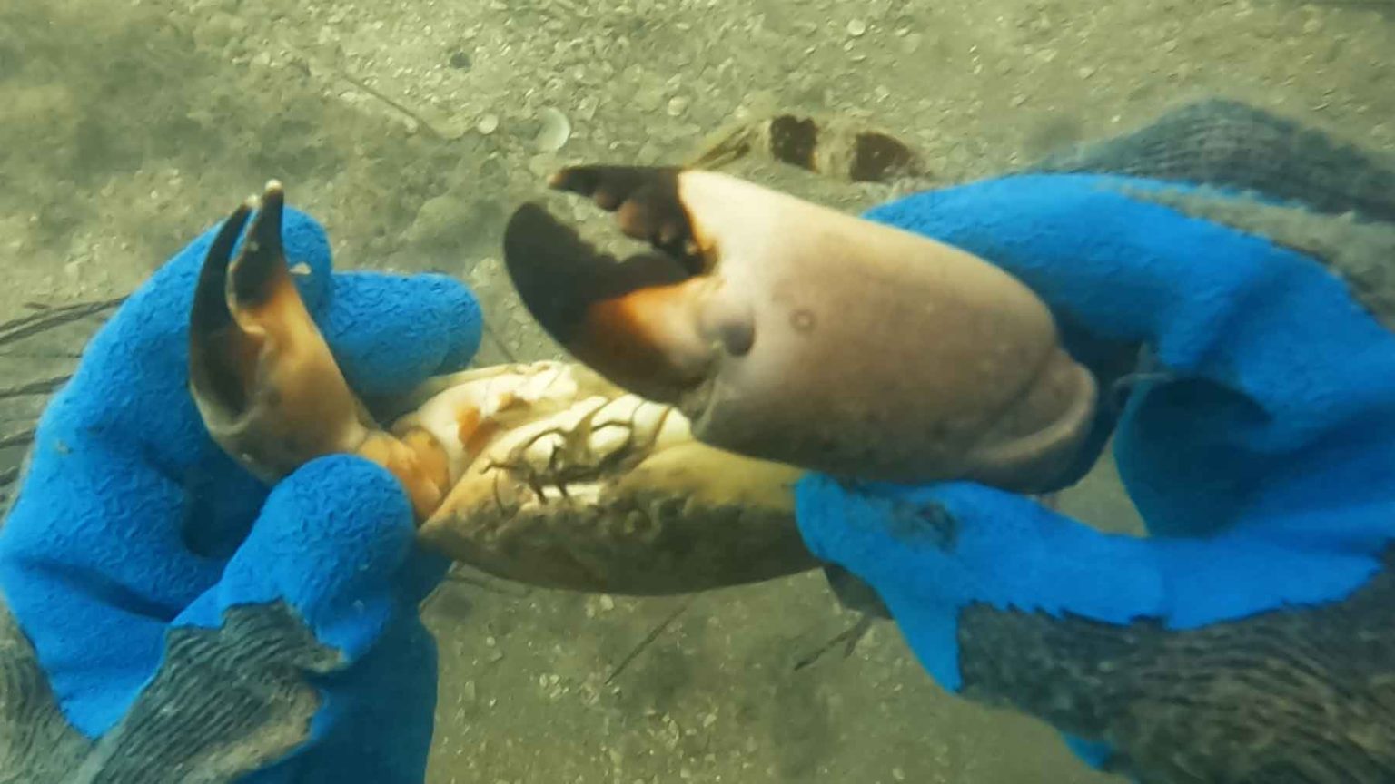 Diving For Stone Crab St. Petersburg, Fl | Landed Fishing