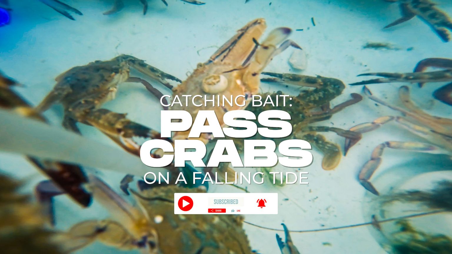 Netting Pass Crabs Bait For Catching Tarpon | Landed Fishing