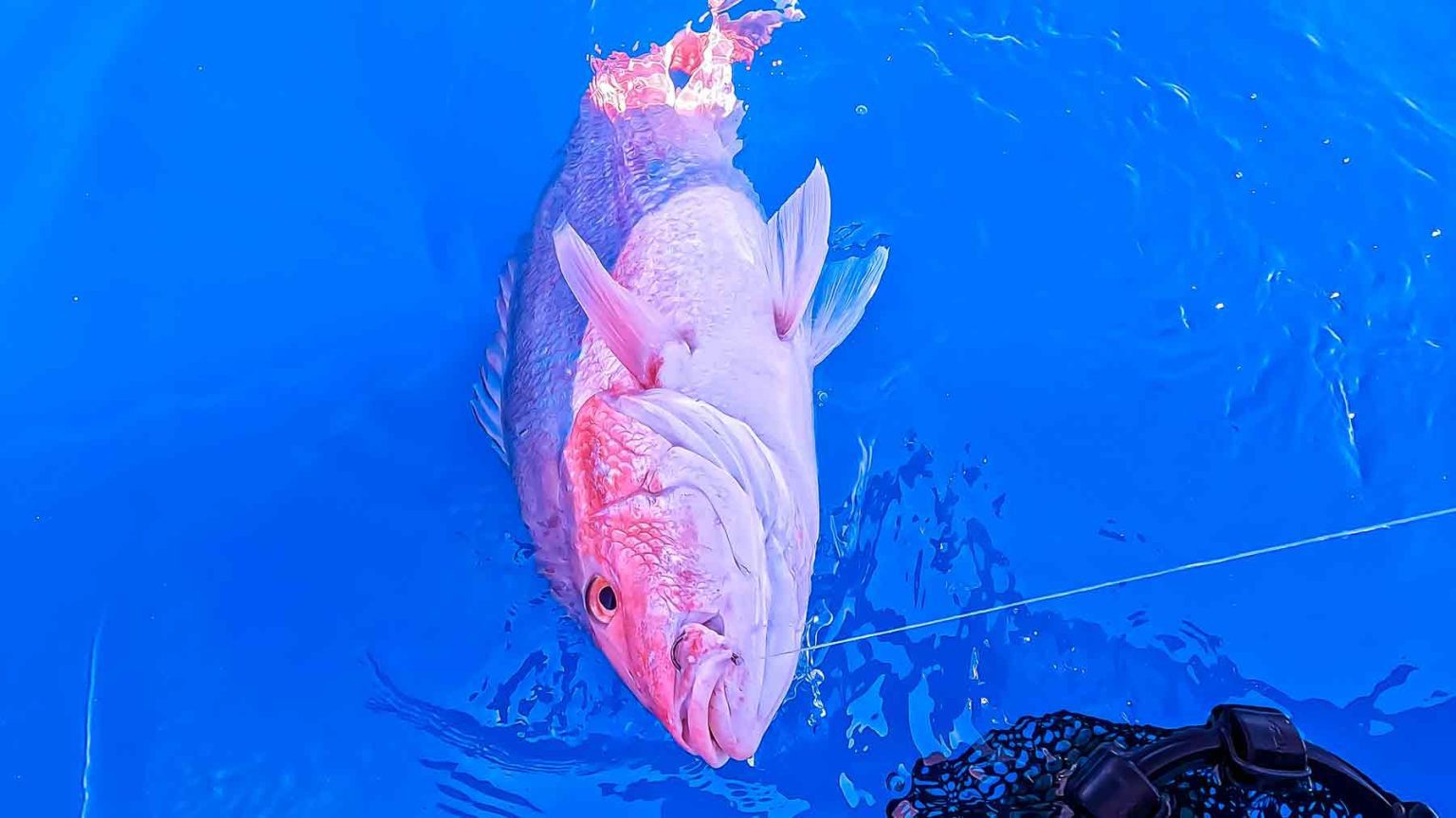 Tampa Florida Offshore Fishing Amberjack, Tuna, Snapper, Grouper ...