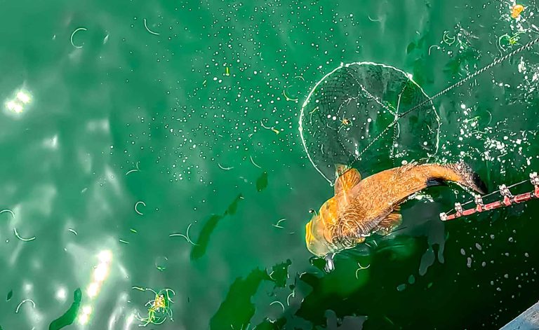 Skyway Bridge Pier Fishing Tips | Landed Fishing