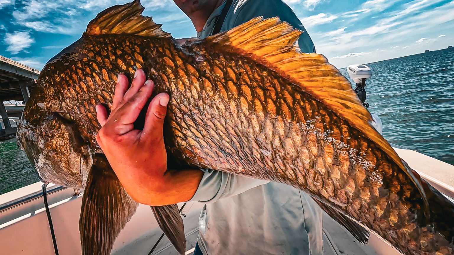 Tampa Florida Bridge Fishing With Crab For Monster Fish | Landed Fishing
