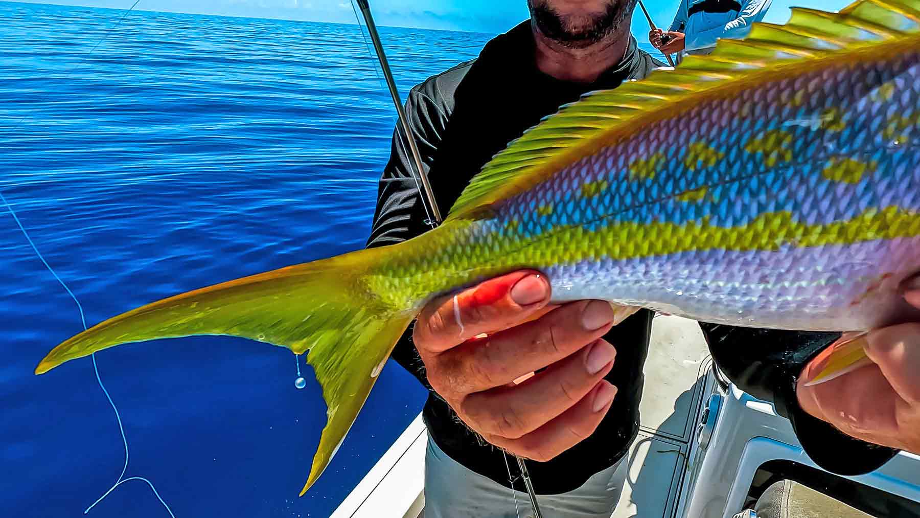 Tampa Florida Offshore Fishing Amberjack, Tuna, Snapper, Grouper ...