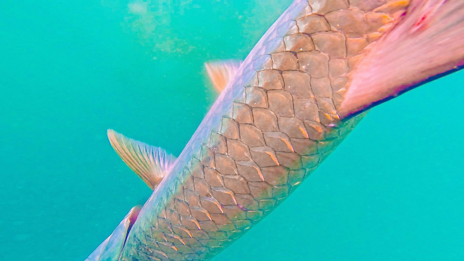 Hooked On Tarpon: Fishing Guide To Catching Giants!