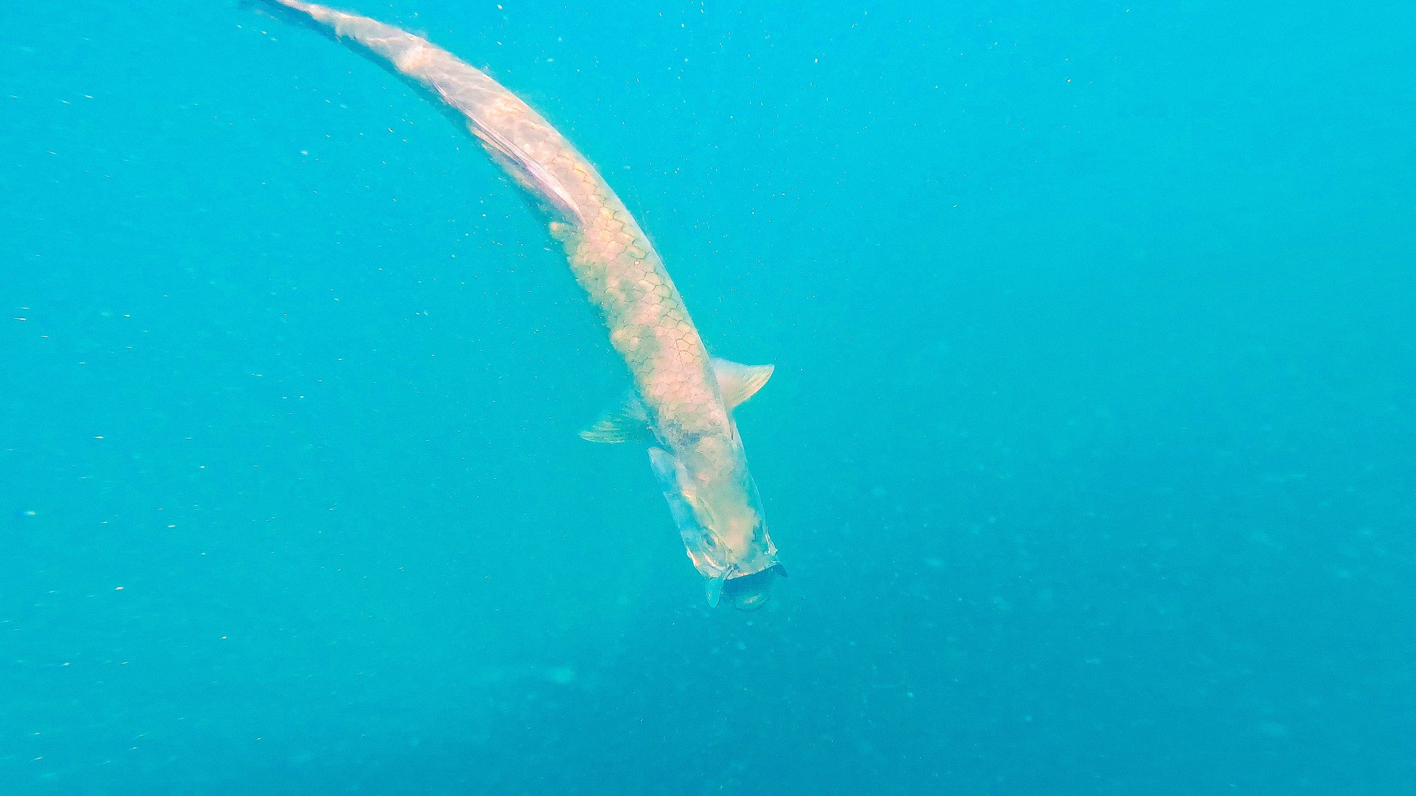 Hooked On Tarpon: Fishing Guide To Catching Giants!