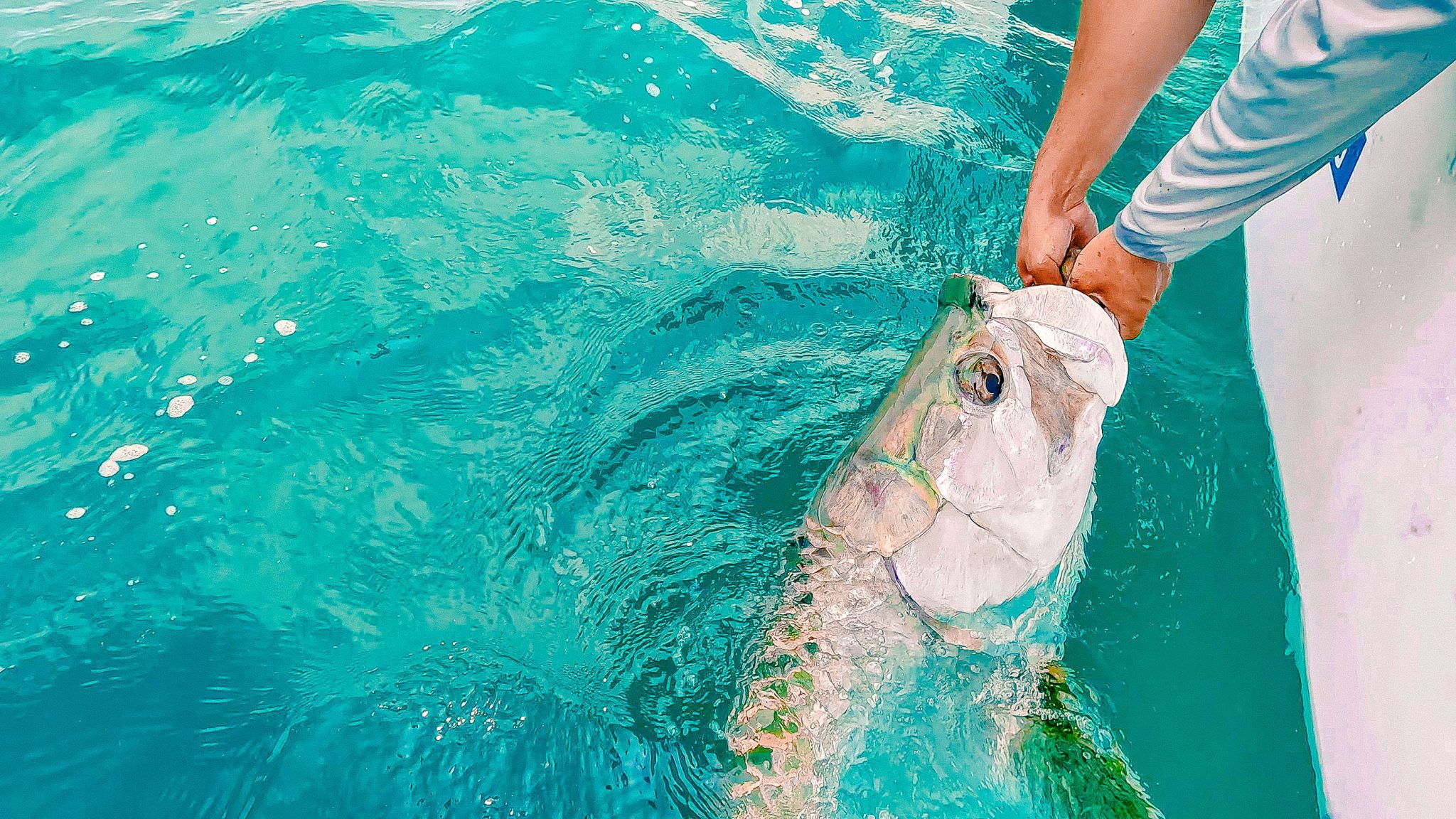 Hooked On Tarpon: Fishing Guide To Catching Giants!